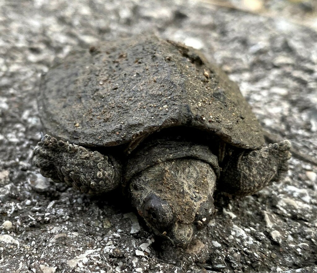 Common Snapping Turtle from Cannon County, TN, USA on July 8, 2020 at ...