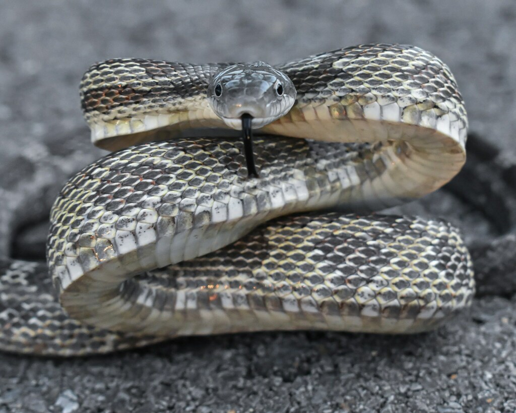 Gray Ratsnake from Rutherford, Tennessee, United States on June 27 ...
