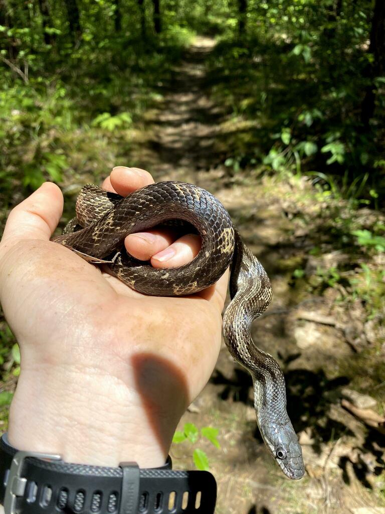 Gray Ratsnake from Rutherford County, TN, USA on May 2, 2020 at 01:30 ...