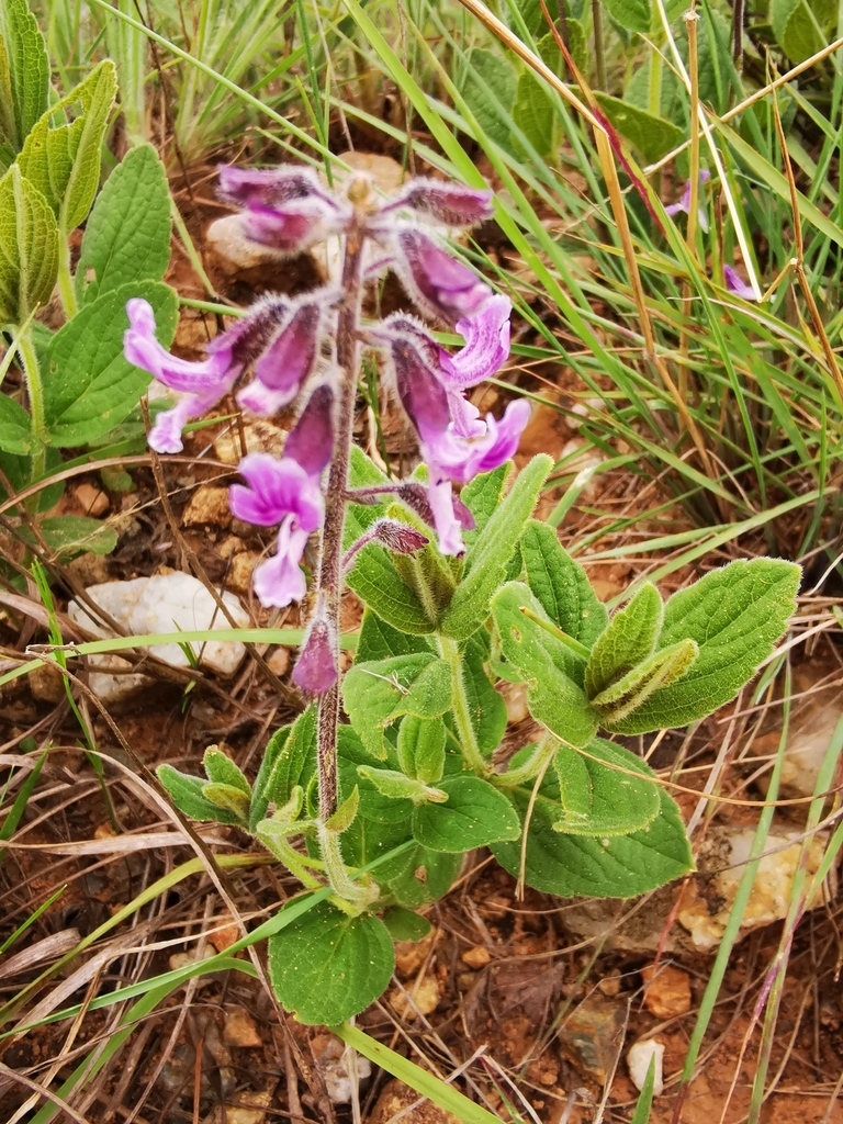Swazi Piccadill from Manzini, Eswatini on November 22, 2023 at 03:34 PM ...