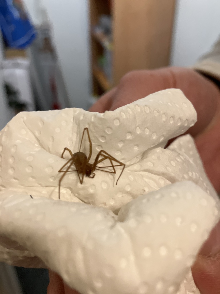 Mediterranean recluse from Via San Martino, Genova, Liguria, IT on ...