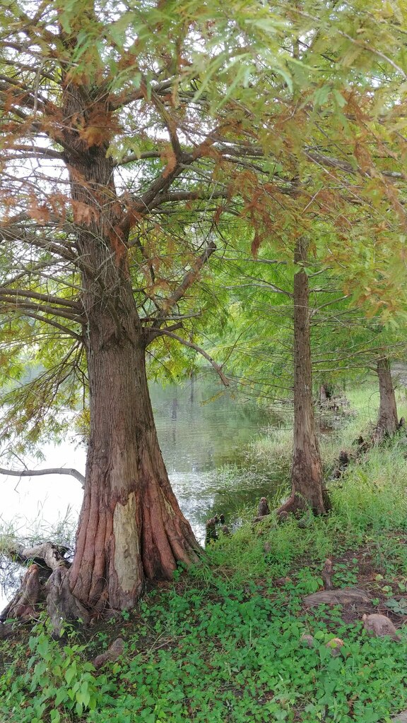 baldcypress from Greene County, MS, USA on April 27, 2018 at 03:35 PM ...