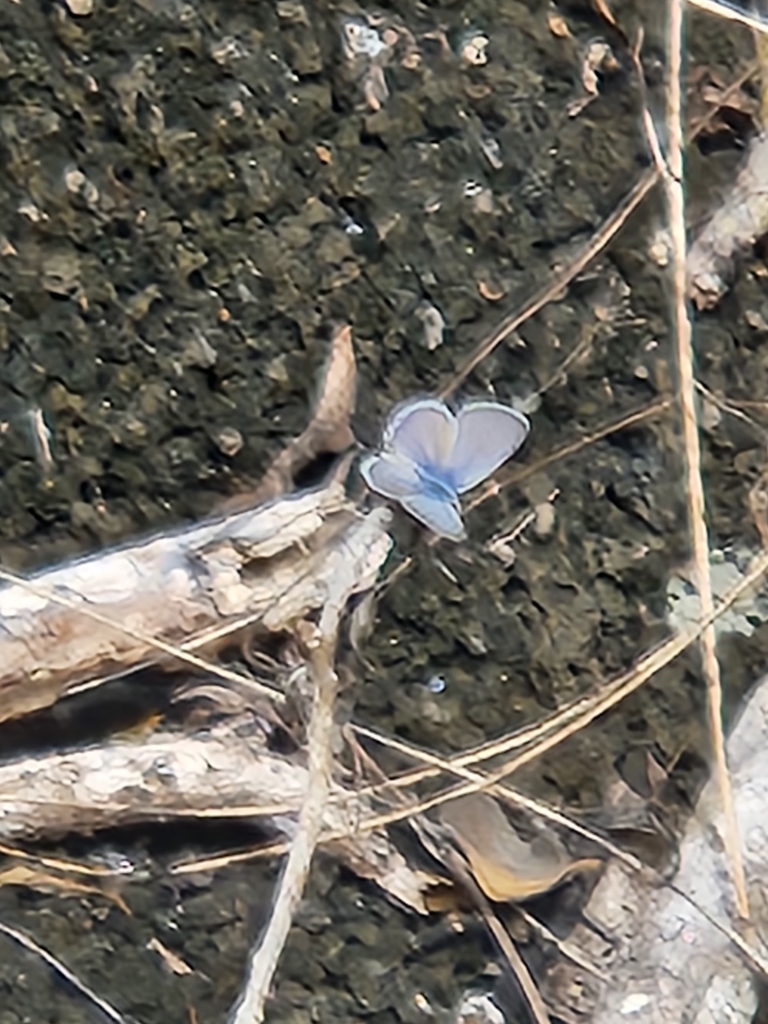 Ramon Blue from Santa Cruz, Parque Nacional Galápagos, EC-GA, EC on ...