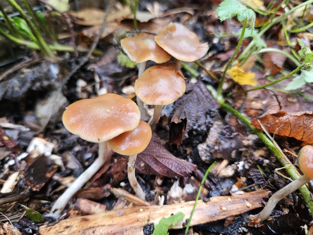 Wavy Cap in November 2023 by kyle · iNaturalist