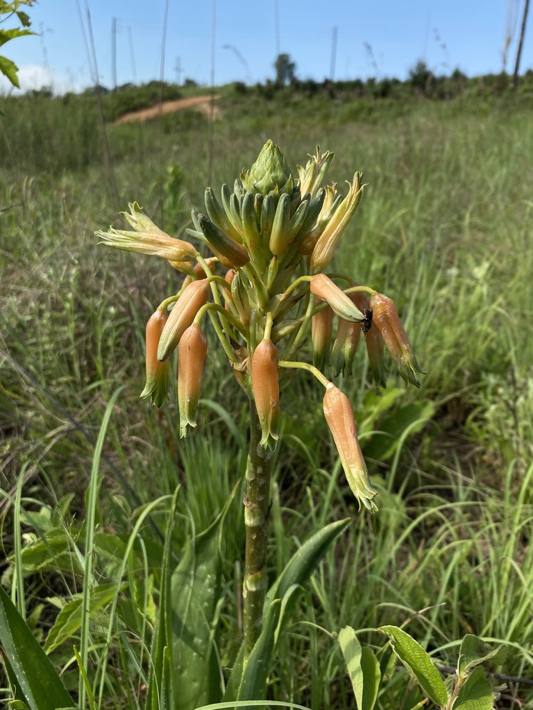 Boyle's Grass Aloe in November 2023 by Carel Fourie · iNaturalist