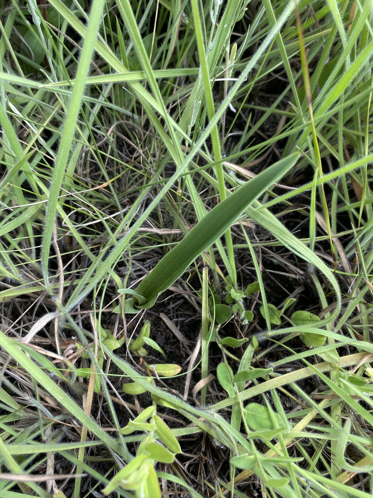 Disa extinctoria in November 2023 by Carel Fourie · iNaturalist