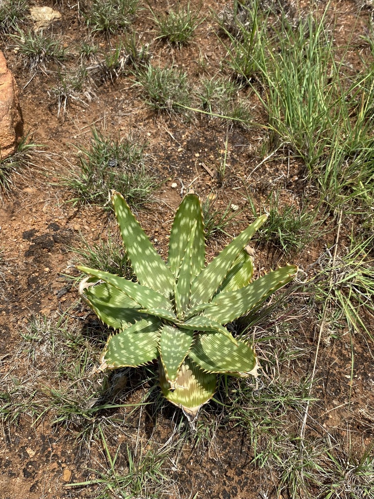 Foster's Spotted Aloe in November 2023 by Carel Fourie · iNaturalist