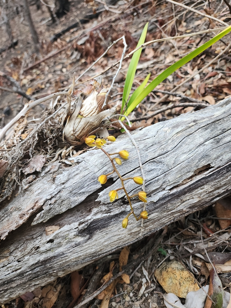Snake Orchid in November 2023 by Vikkii Stille · iNaturalist