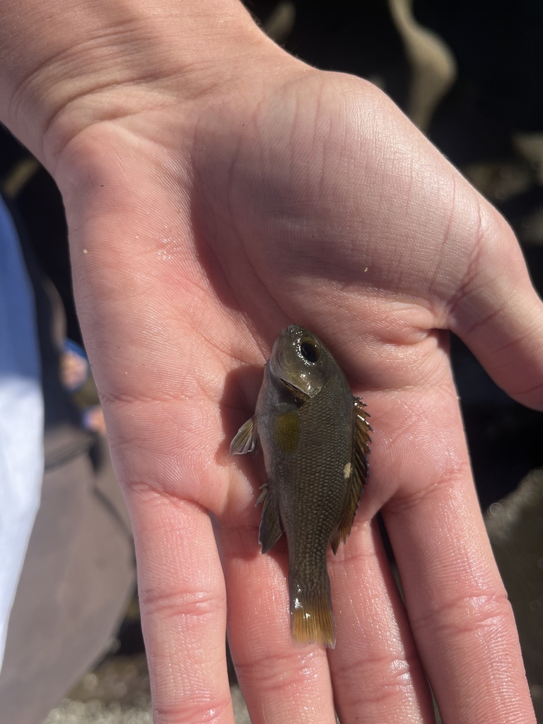 Opaleye from Coast Blvd, San Diego, CA, US on November 21, 2023 at 11: ...