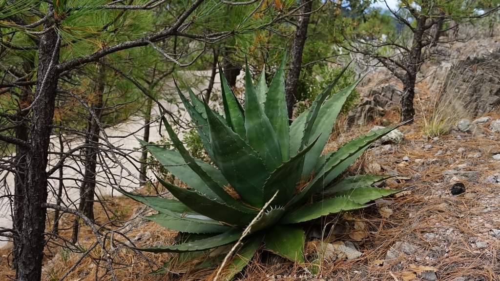 Agave wocomahi from 84456 Son., México on November 18, 2023 at 02:17 PM ...