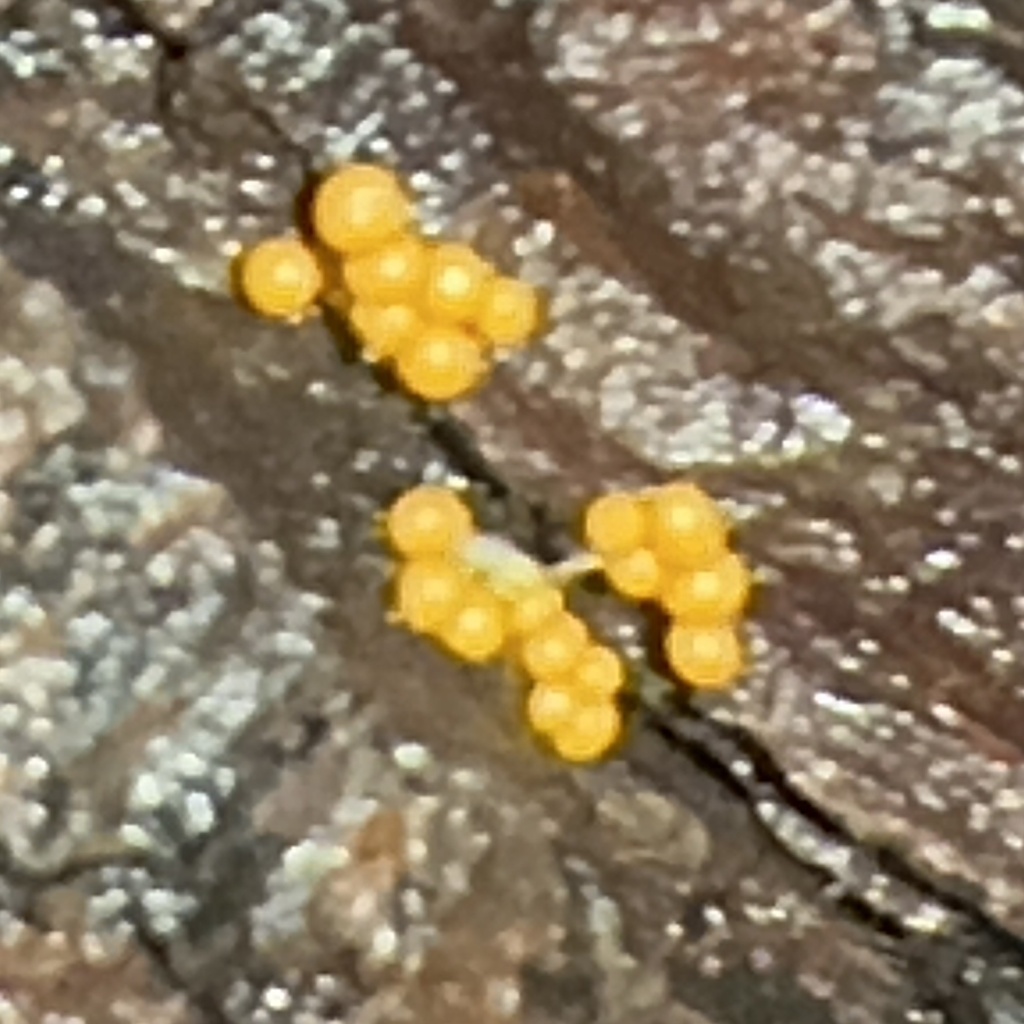 true slime molds from Erholungsheimstraße, Herrenberg, Baden ...