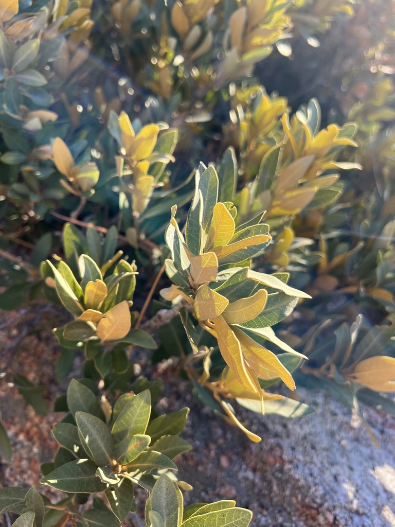 bush chinquapin from San Bernardino National Forest, Banning, CA, US on ...