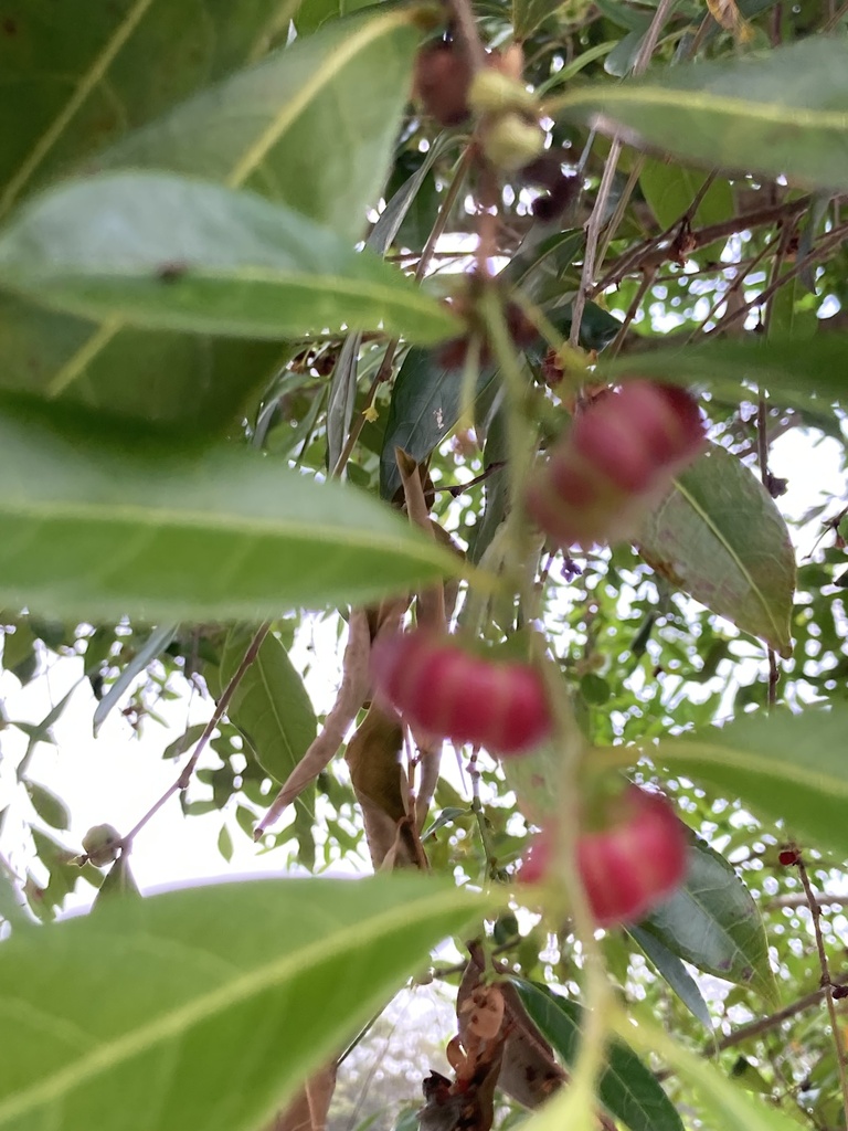 Cheese Tree from Lake Parramatta, North Parramatta, NSW, AU on November ...