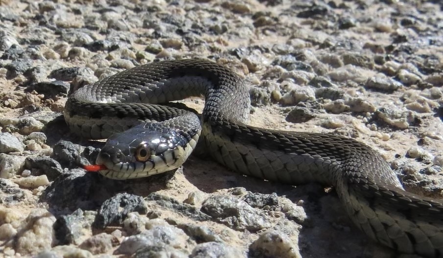 Two-striped Garter Snake in October 2023 by Danna Escallon Castaneda ...