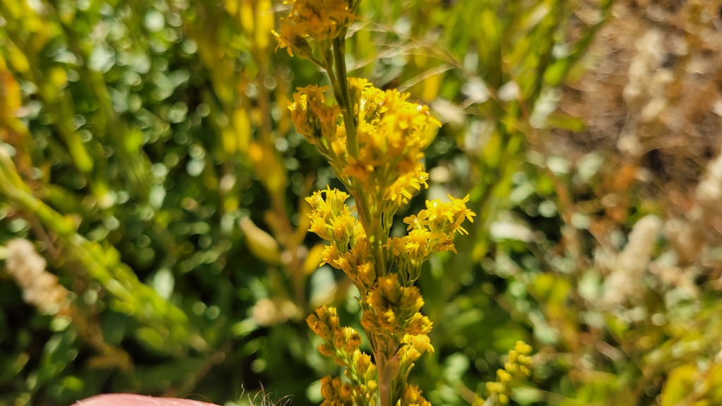 velvety goldenrod from Riverside County, CA, USA on November 22, 2023 ...