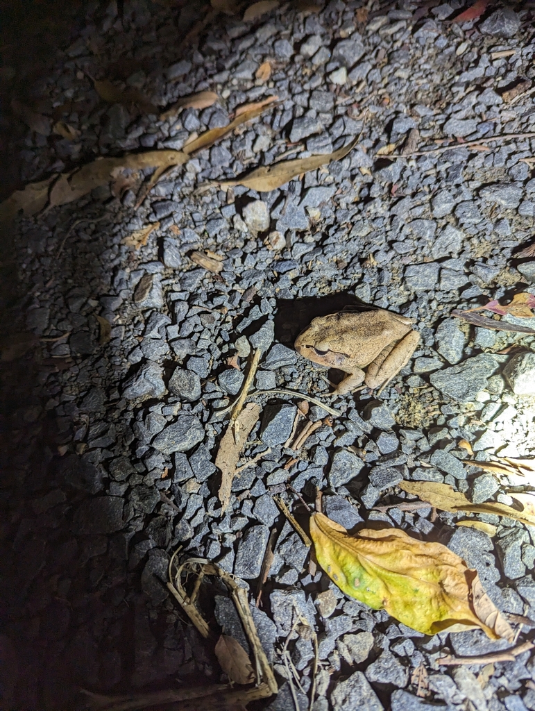 Great Barred-Frog from Caloundra - Rail Corridor, AU-QL, AU on November ...