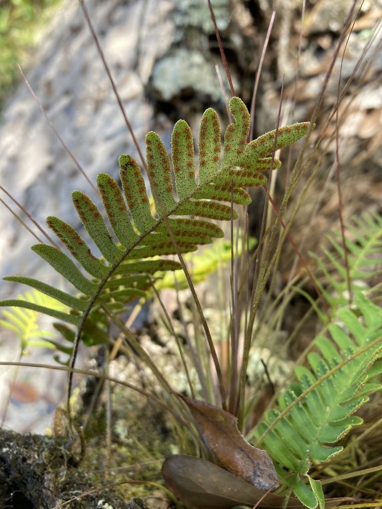 resurrection fern from Frostproof, FL, US on November 20, 2023 at 12:42 ...