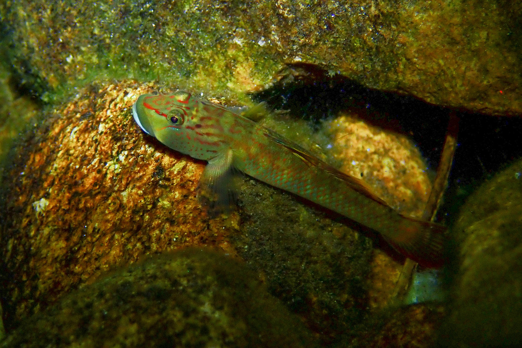 Brown Amur Goby from 烟台昆嵛山国家森林公园, 烟台市, 山东省, CN on November 21, 2023 at ...
