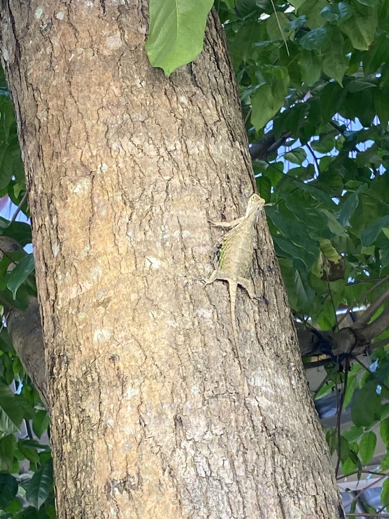 Green-winged Flying Lizard from Mindanao, Davao City, Davao Del Sur, PH ...