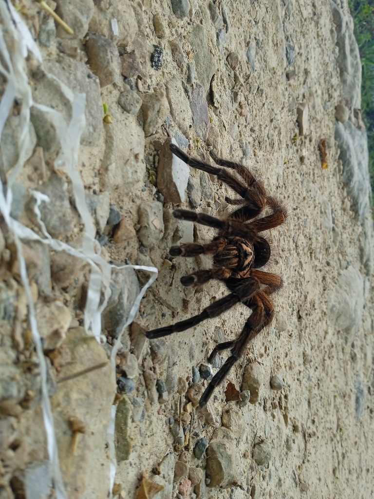 Pamphobeteus in November 2023 by Zully mildred Salas quintero · iNaturalist
