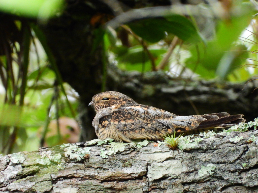 Lesser Nighthawk from Túxpam de Rodríguez Cano, Ver., México on October ...