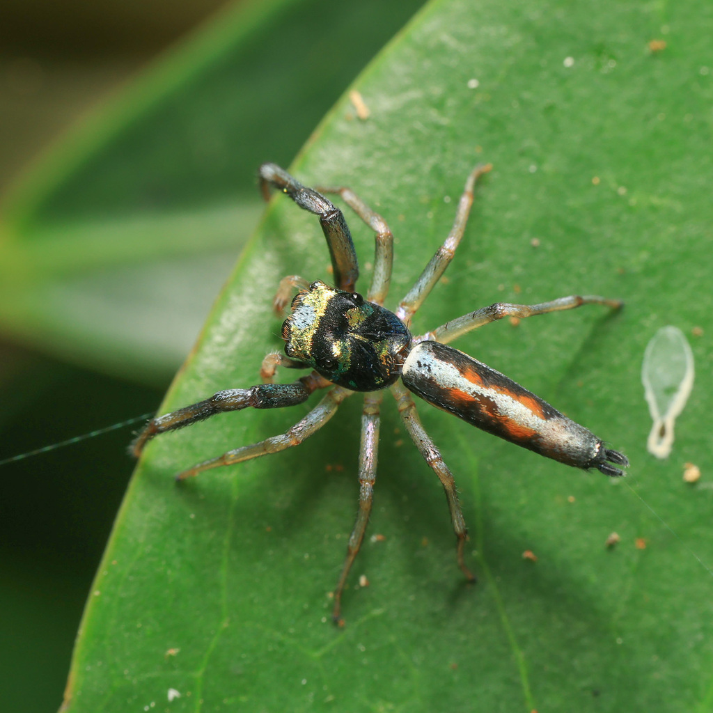 Chrysilla acerosa from 澳門聖方濟各堂區 on April 16, 2022 at 12:41 PM by キース搵肥 ...