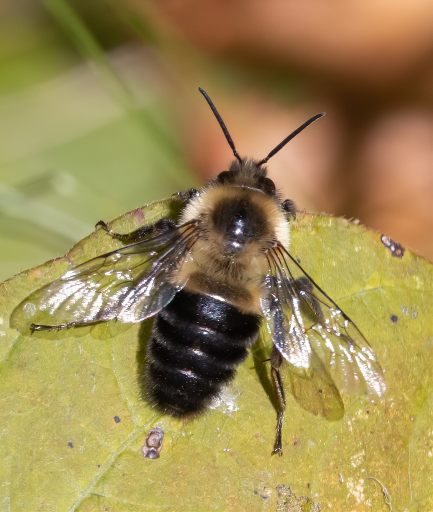 Common Eastern Bumble Bee from Marion County, IA, USA on October 7 ...