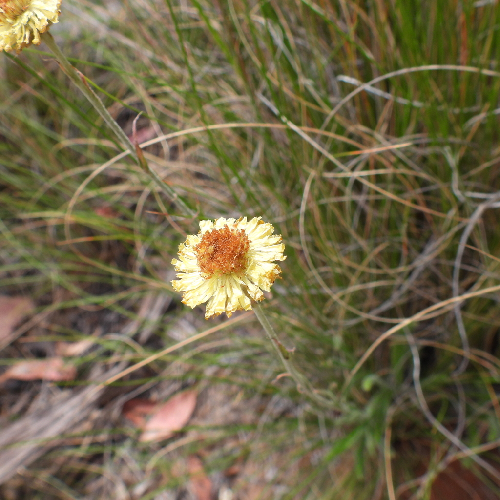 button everlasting from Gilmandyke NSW 2795, Australia on November 22 ...