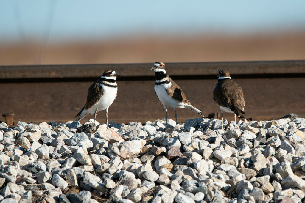Killdeer from Johnson County, TX, USA on November 4, 2018 at 09:31 AM ...
