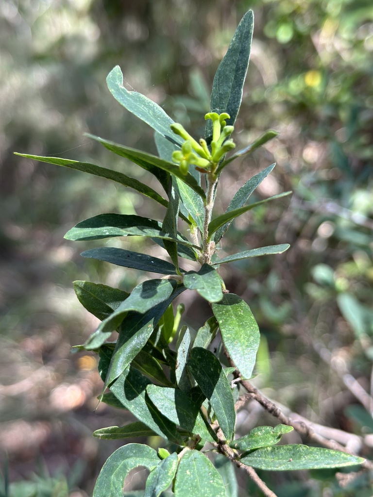 Bootlace Plant from Pouembout, NC-NO, NC on 23 November, 2023 at 09:00 ...