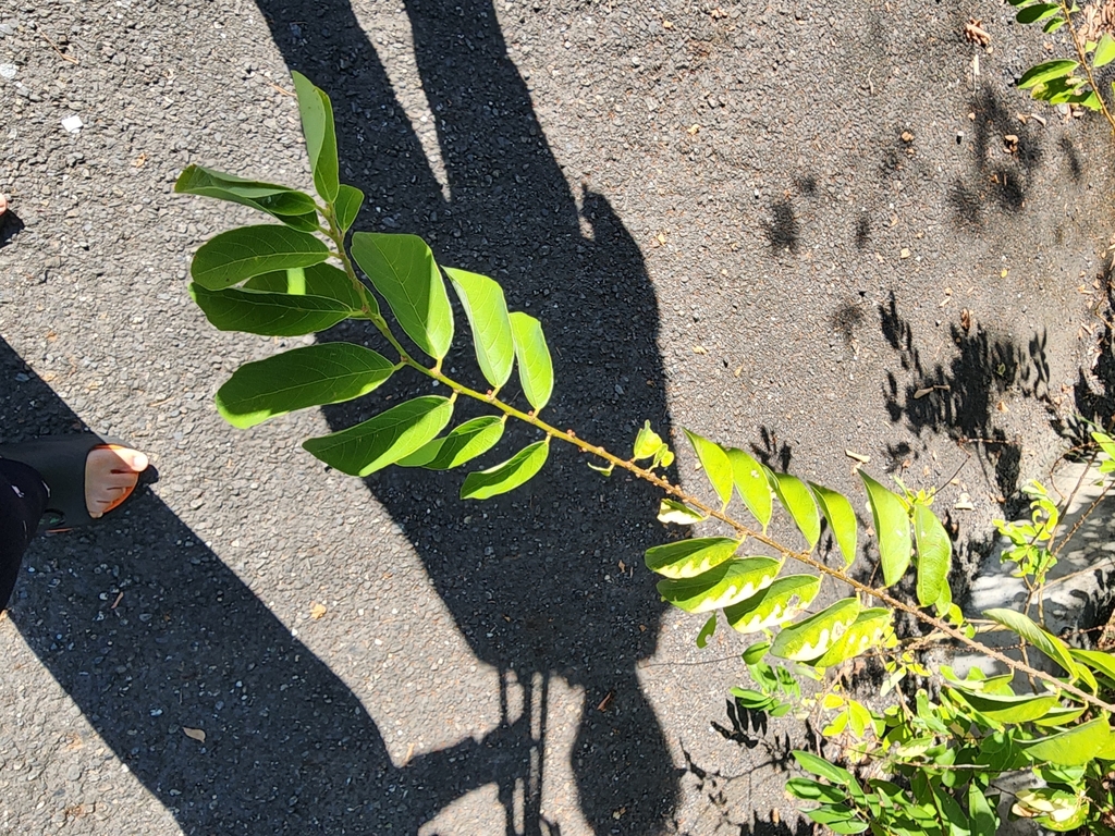 Pop-gun Seed from 923台灣屏東縣萬巒鄉萬巒 on November 23, 2023 at 10:45 AM by ...