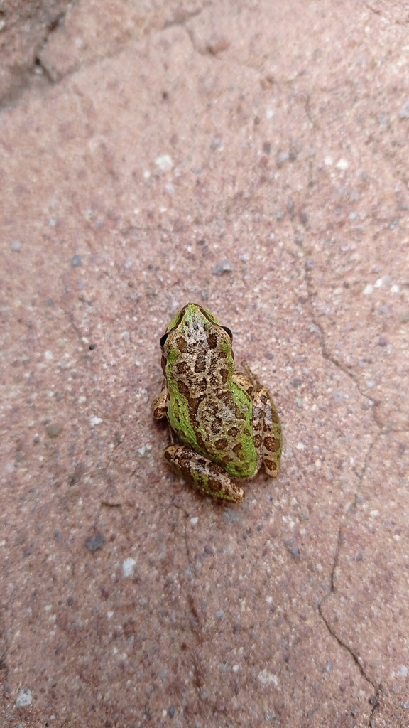 Baja California Tree Frog in November 2023 by Luisa Marrón · iNaturalist