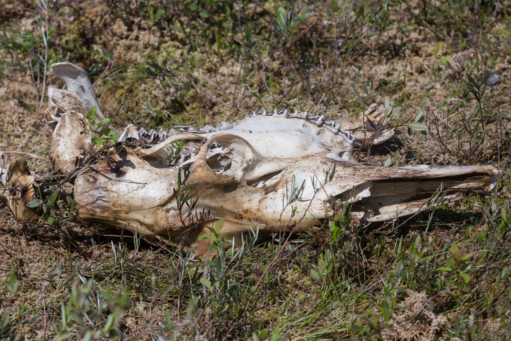 Moose from Brunswick, VT 05905, USA on June 22, 2023 at 10:01 AM by ...