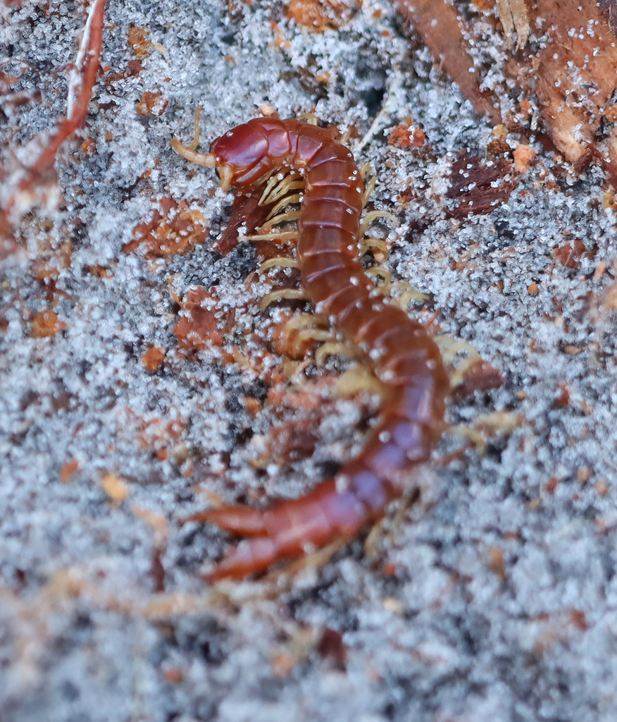 Big-leg Centipede from Clay County, FL, USA on November 19, 2023 at 01: ...