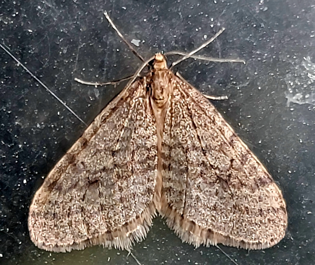 Bruce Spanworm Moth from Wayne on November 22, 2023 at 09:19 PM by -alaimins-. X BugGuide ...