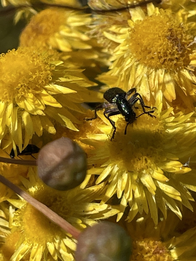 Checkered Beetles from Jeremy Way, Frankston South, VIC, AU on November ...