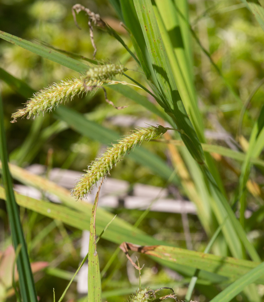 nodding sedge from Meacham Swamp, Lemington, VT 05903, USA on June 22 ...