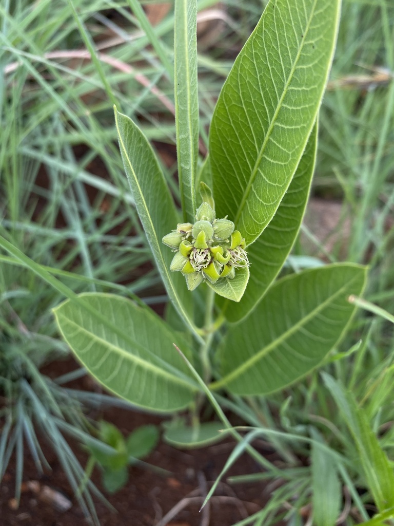 Galpin's raphio in November 2023 by Carel Fourie · iNaturalist