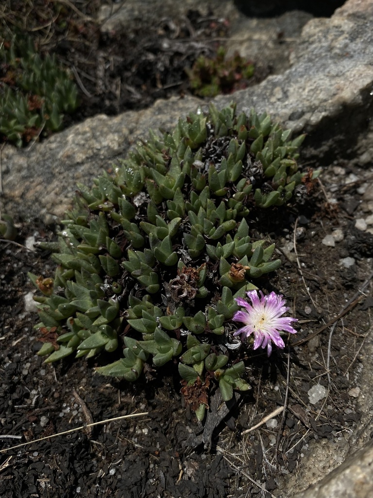 Stubby Rootfig in November 2023 by Carel Fourie · iNaturalist United ...