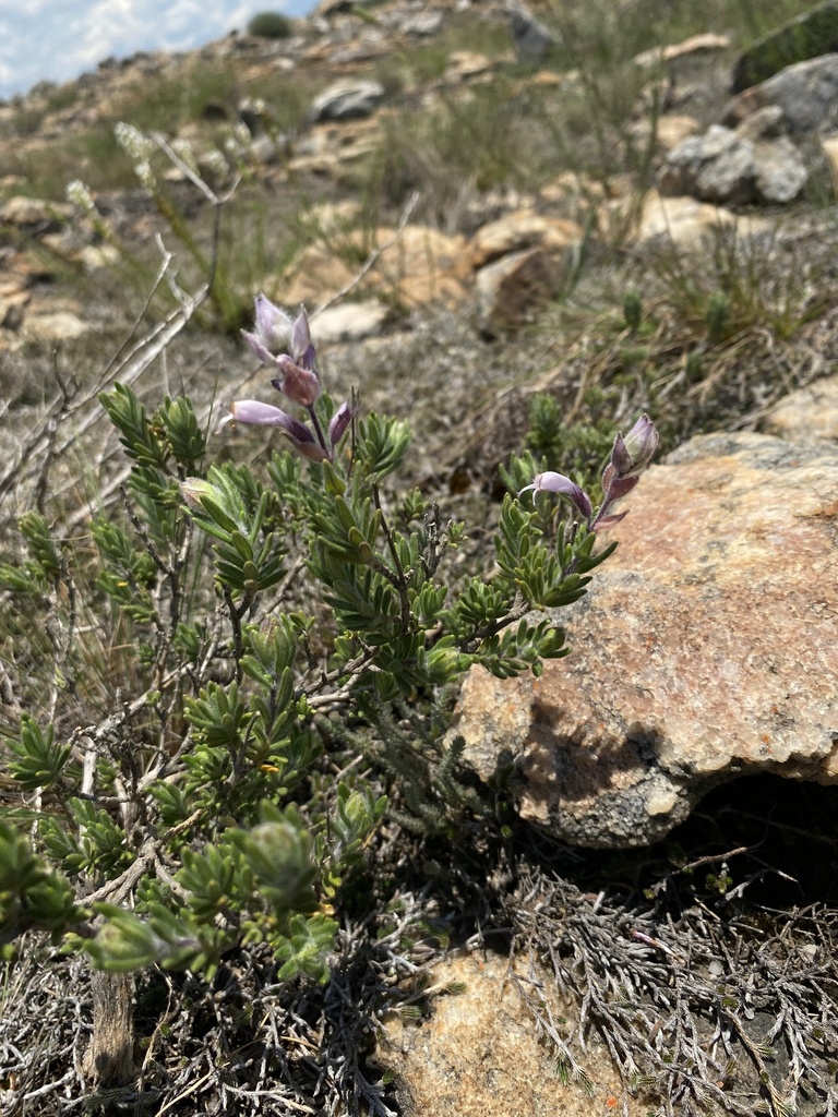 White Sagebush in November 2023 by Carel Fourie · iNaturalist