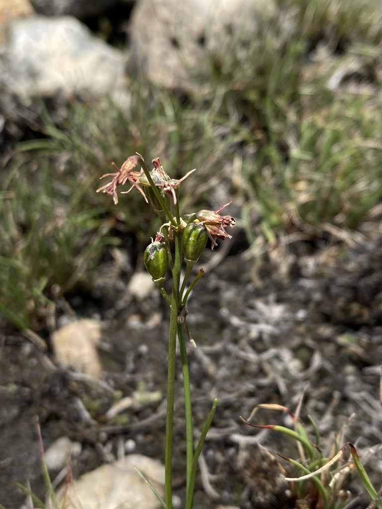 Tulbaghia nutans in November 2023 by Carel Fourie · iNaturalist