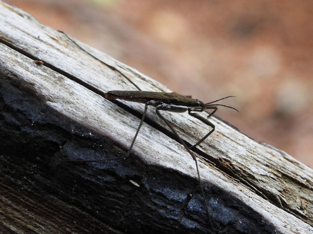 North American Common Water Strider from Santa Barbara County, US-CA ...