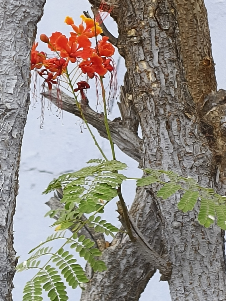 peacock flower from 12-2-822/B/2/A, Santosh Nagar, Mehdipatnam ...
