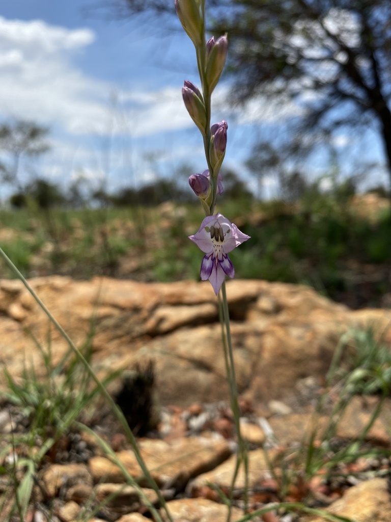 Gladioli in November 2023 by Carel Fourie · iNaturalist