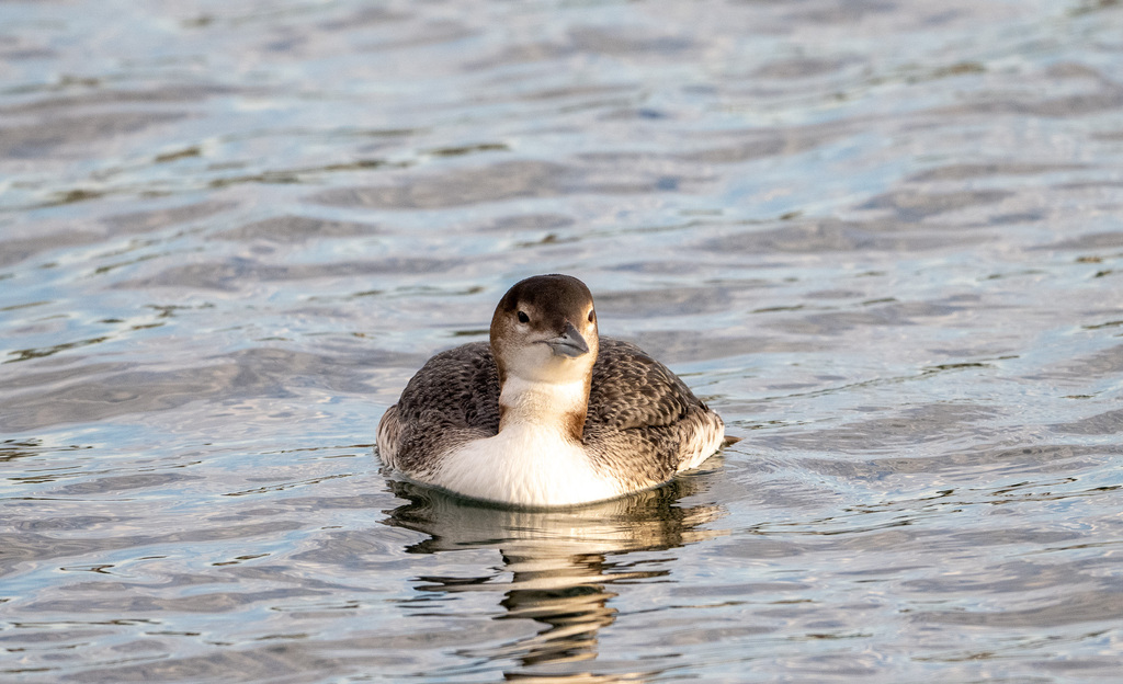 Common Loon from Los Angeles, CA, USA on November 22, 2023 at 04:48 PM ...