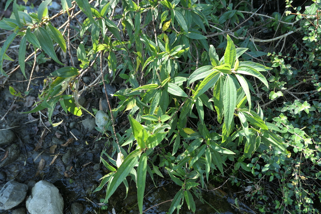 Dense-flowered False Nettle from 961台灣台東縣成功鎮 on November 21, 2023 at 10 ...