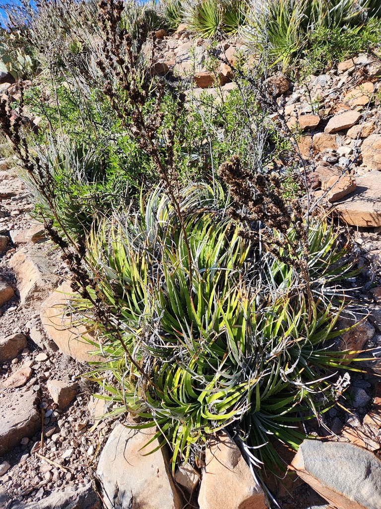 Texas False Agave from Brewster County, TX, USA on November 22, 2023 at ...