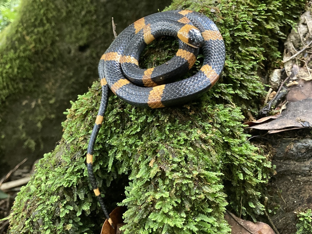 Terrestrial Snail Sucker from Xilitla, S.L.P., MX on November 22, 2023 ...