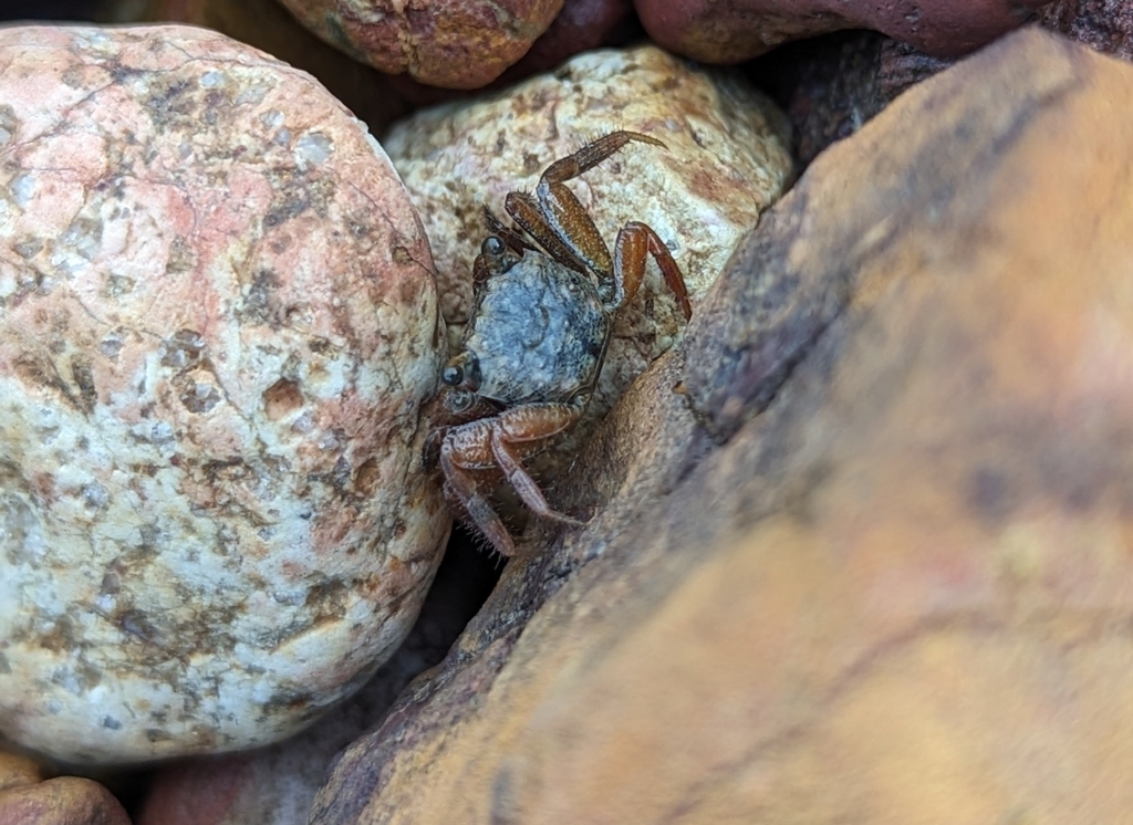 Parasesarma pictum from 39M8+QC, Ko Chang, Ko Chang District, Trat ...