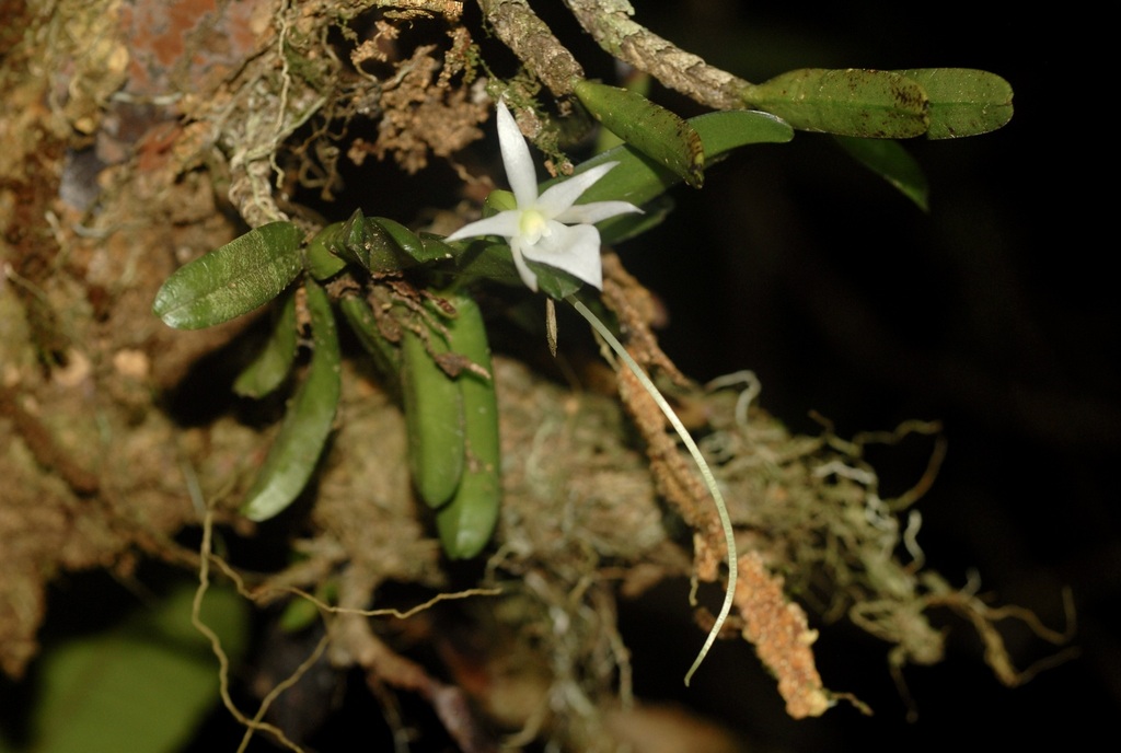 Comet Orchids from Marolambo, Madagascar on November 19, 2023 at 04:44 ...